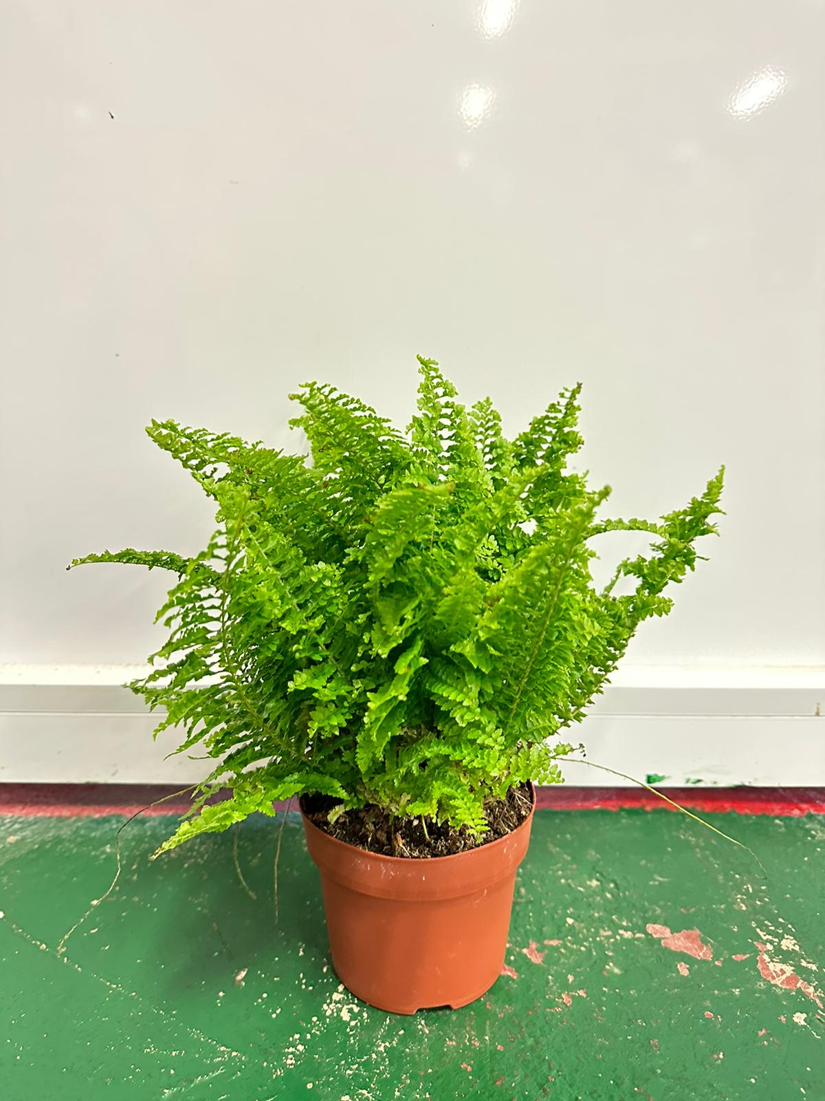 Helecho | Cepaflor fruta y verdura onlne